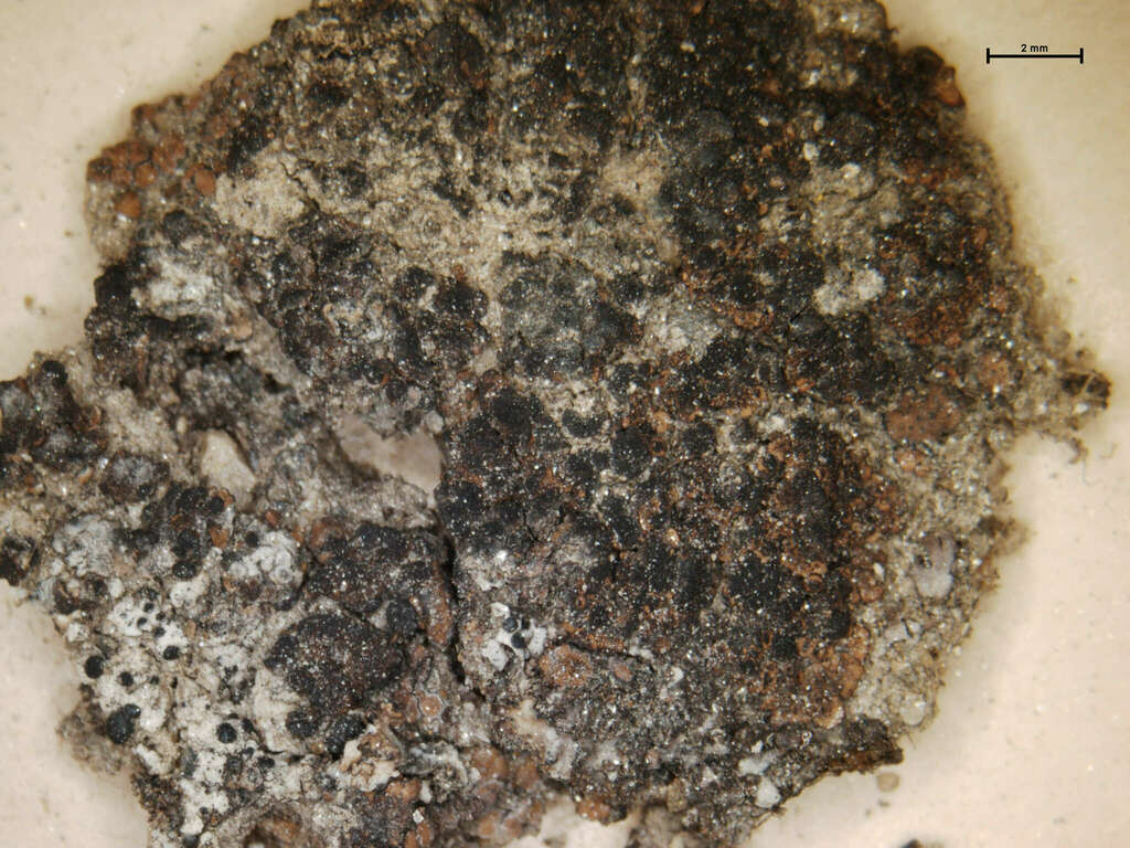 Brown-fuzz Lichen (Terricolous Lichens of the Ordino Valley) · iNaturalist