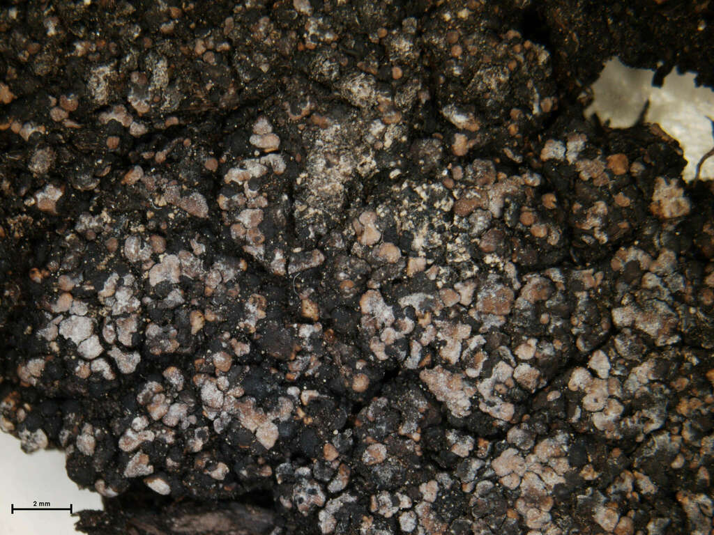 Brown-fuzz Lichen (Terricolous Lichens of the Ordino Valley) · iNaturalist