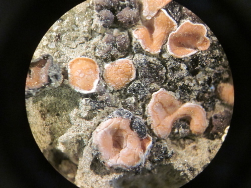 Blushing Scale (Terricolous Lichens of the Ordino Valley) · iNaturalist