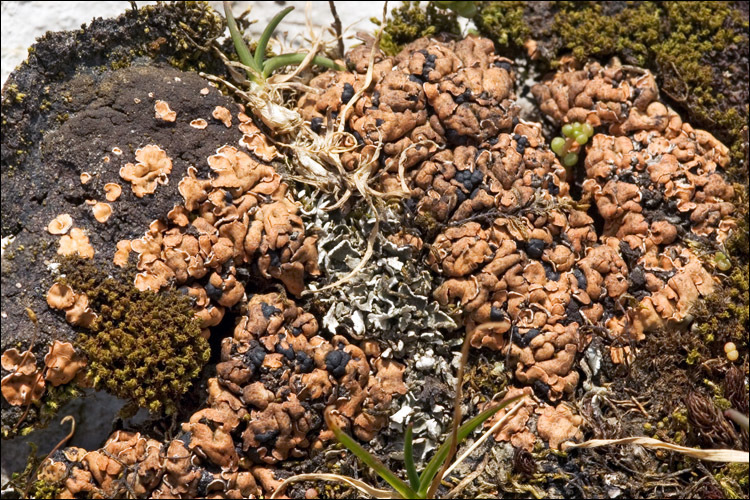Blushing Scale (Terricolous Lichens of the Ordino Valley) · iNaturalist