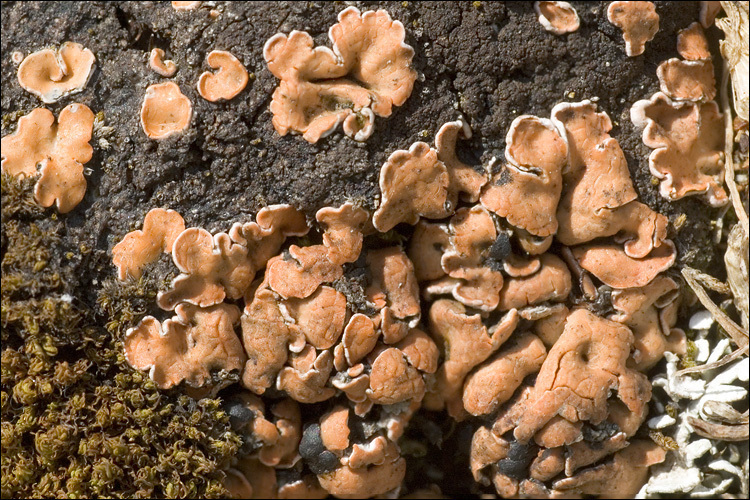 Blushing Scale (Terricolous Lichens of the Ordino Valley) · iNaturalist