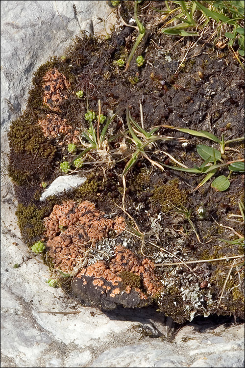 Blushing Scale (Terricolous Lichens of the Ordino Valley) · iNaturalist