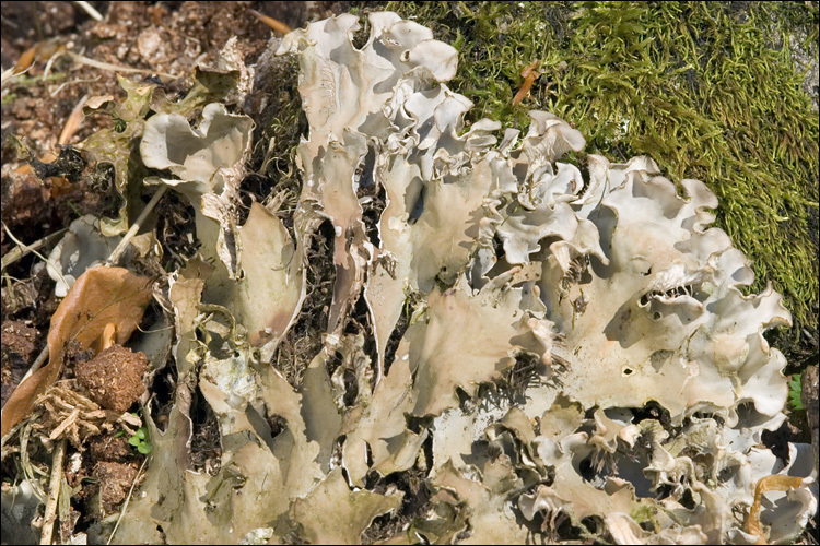 field dog lichen (Terricolous Lichens of the Ordino Valley) · iNaturalist