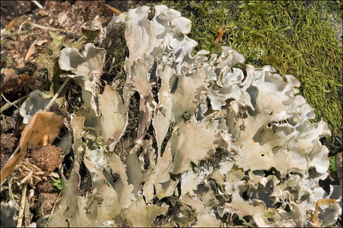 field dog lichen (Terricolous Lichens of the Ordino Valley) · iNaturalist