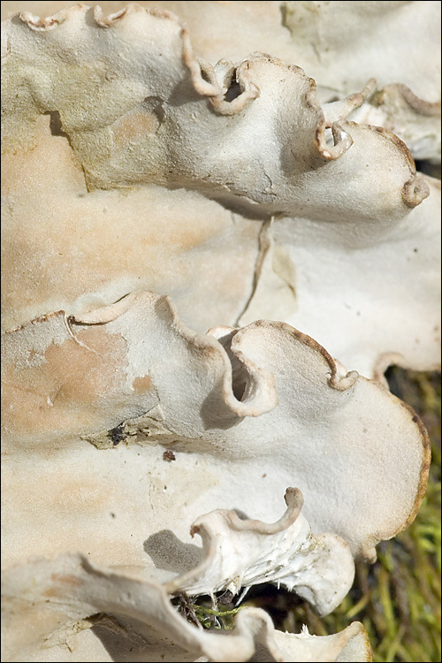 field dog lichen (Terricolous Lichens of the Ordino Valley) · iNaturalist