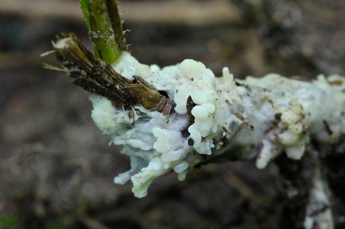 Sebacina incrustans (hongos y líquenes FACBA EJEMPLO) · iNaturalist