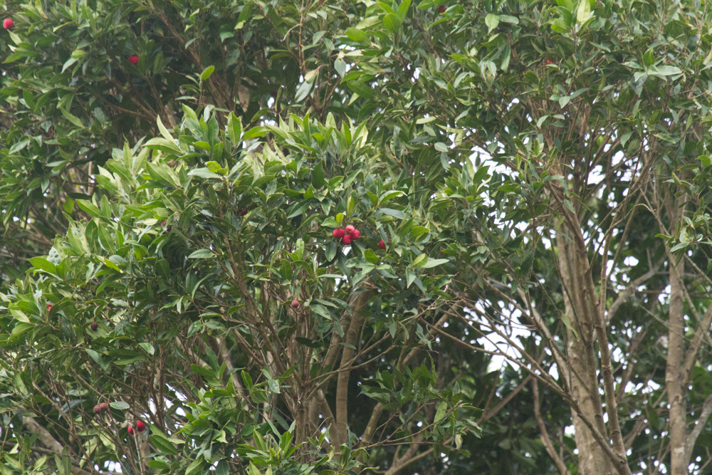 southern satinash from Dalwood NSW 2477, Australia on July 24, 2016 at ...