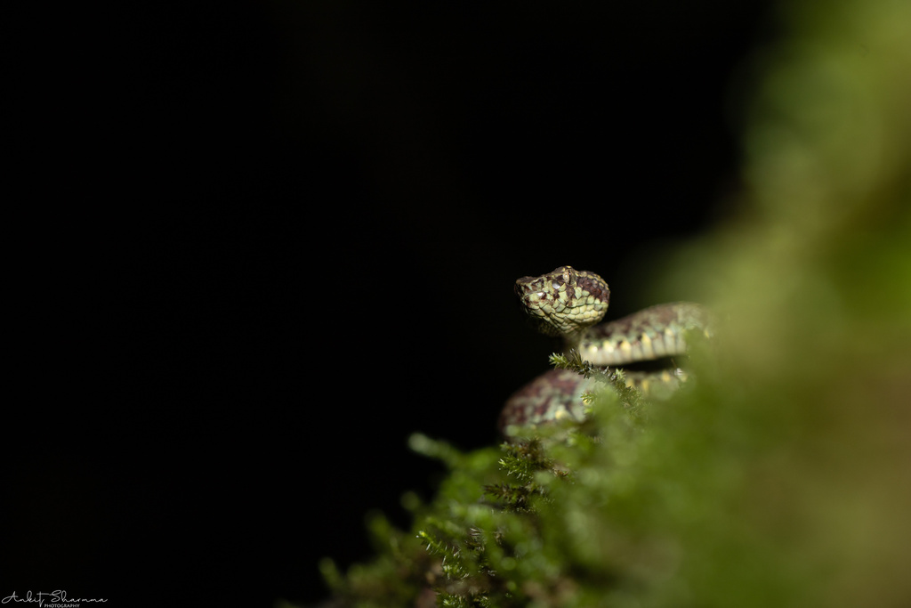 Malabarian Pit Viper from Bandipur Wildlife Sanctuary, Mysuru, KA, IN ...