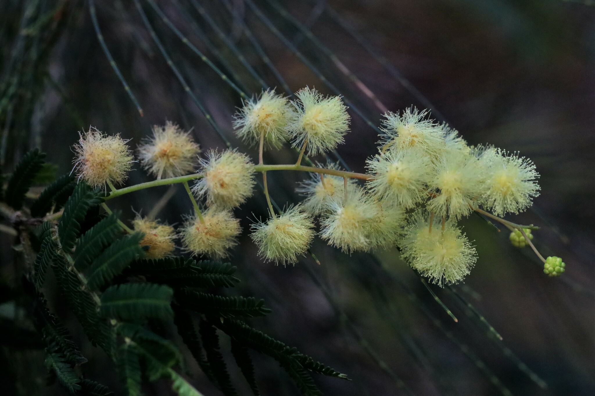 Acacia oshanesii F.Muell. & Maiden