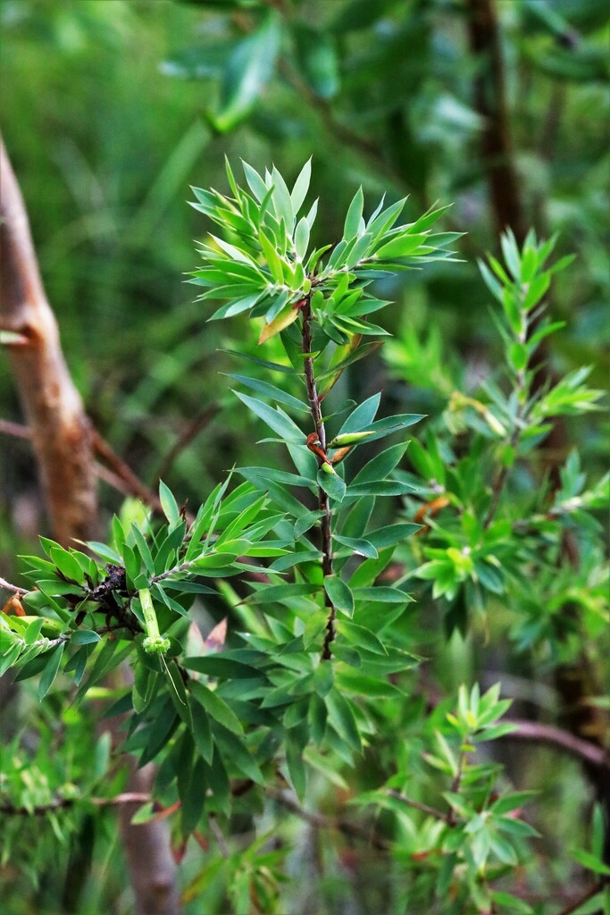 Styphelia viridis breviflora from Sherwood NSW 2450, Australia on June ...