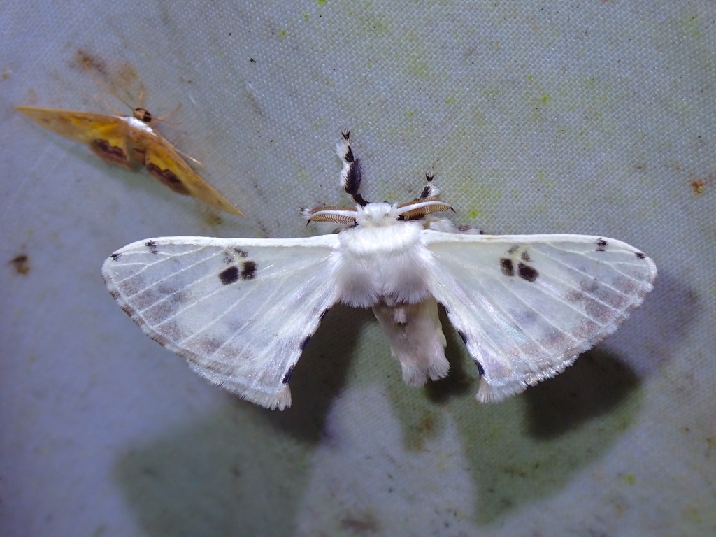 Penicillifera apicalis from Sabah, Malaysia on May 25, 2022 at 08:18 PM ...