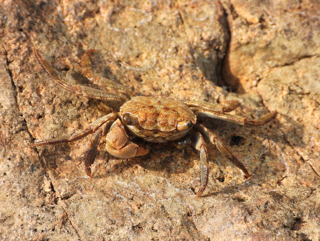 Parasesarma pictum from Laoshan District, Qingdao, Shandong, China on ...