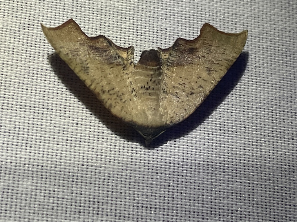 Fervid Plagodis Moth in June 2022 by Tara Rose Littlefield · iNaturalist