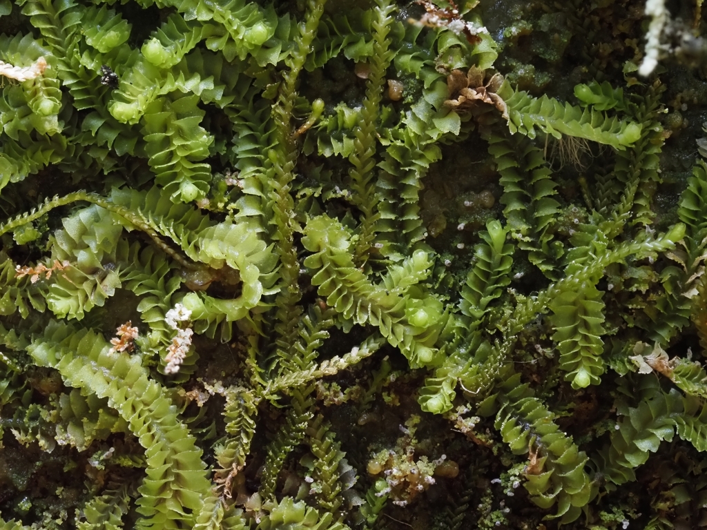 Droplet Notchwort from 549 57 Weckelsdorf, Tschechien on June 05, 2022 ...