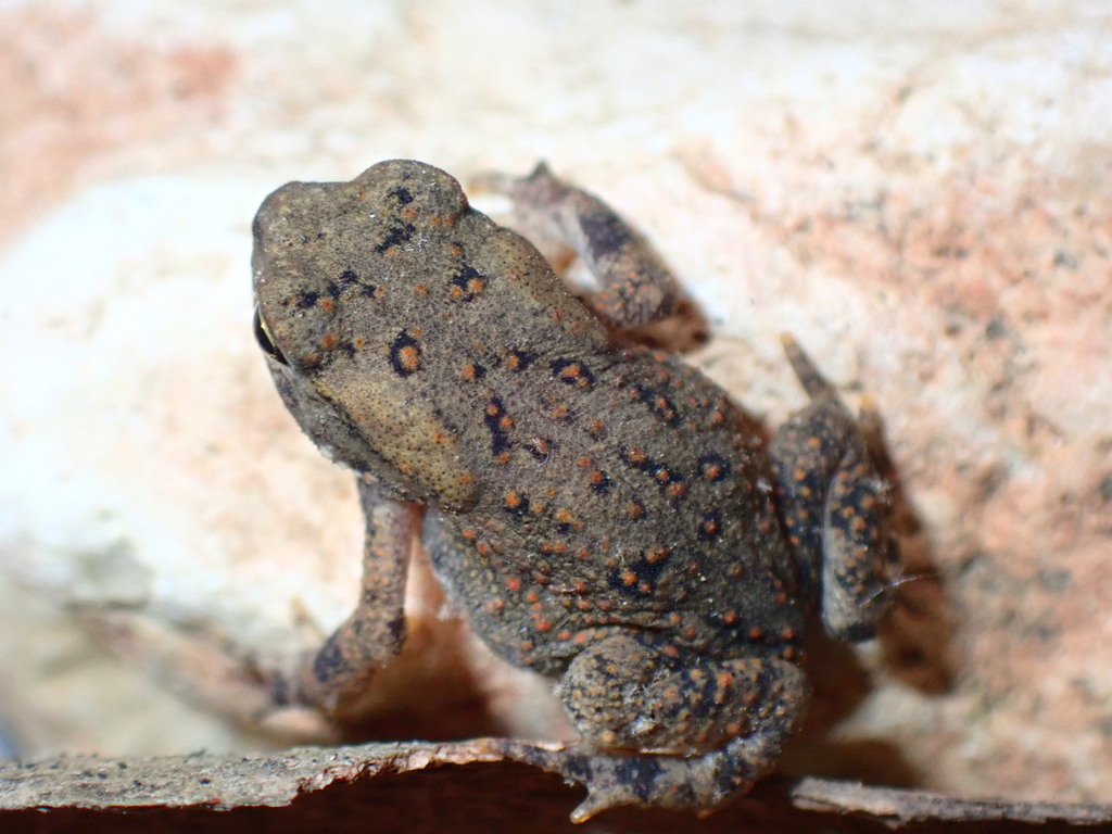 American Toad from McDonald County, MO, USA (Mike's Creek Watershed) on ...