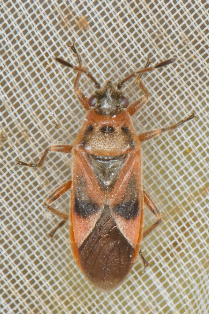 Arocatus from 84480 Buoux, France on June 28, 2022 at 10:33 AM by ...