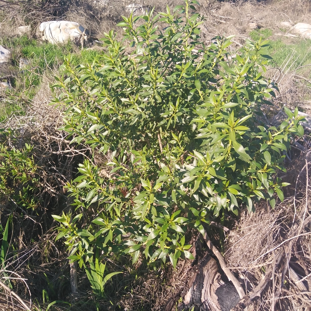 Australian Ngaio from Stellenbosch Municipality, South Africa on June ...