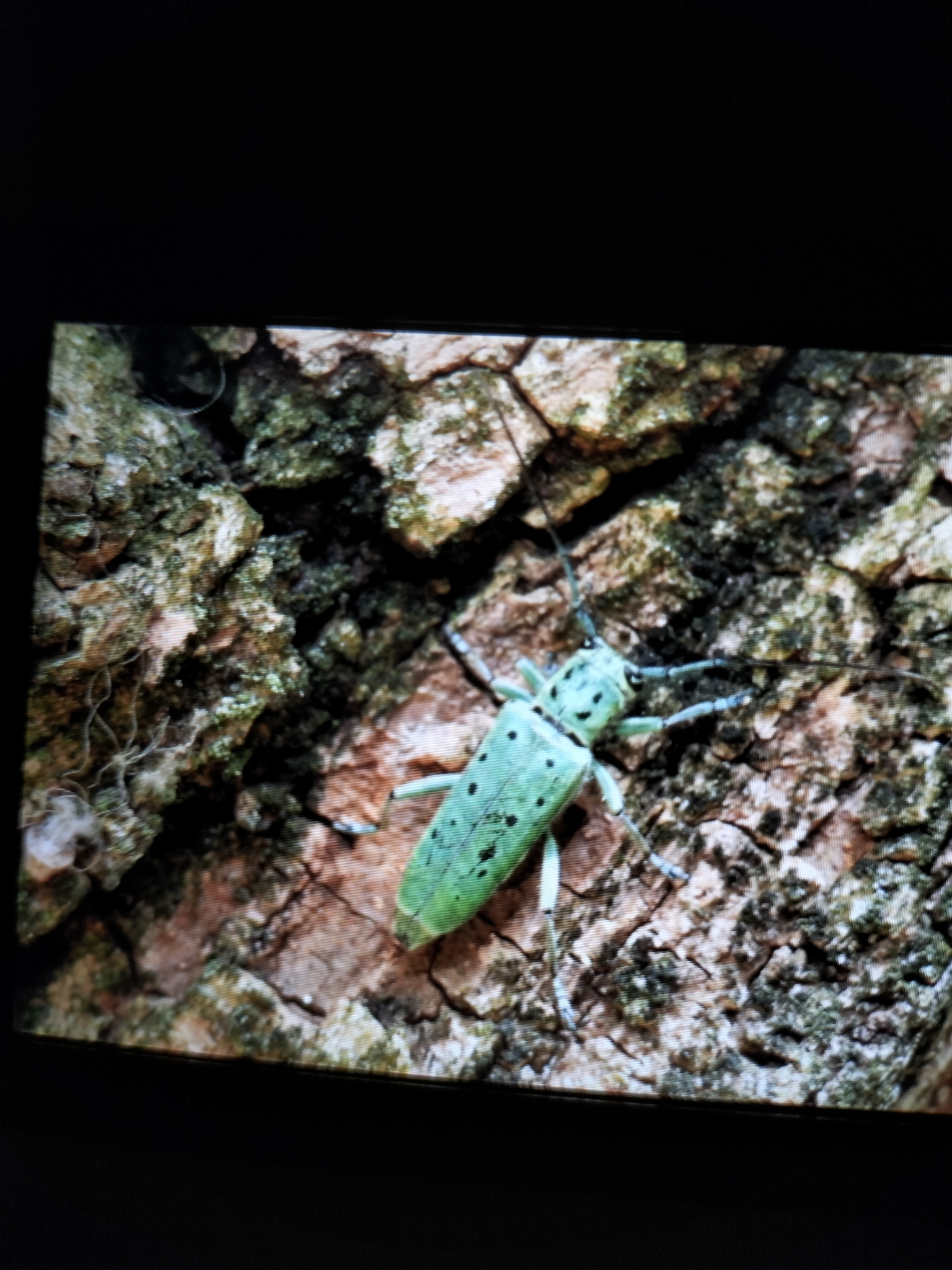 Saperda punctata (Linnaeus, 1767)