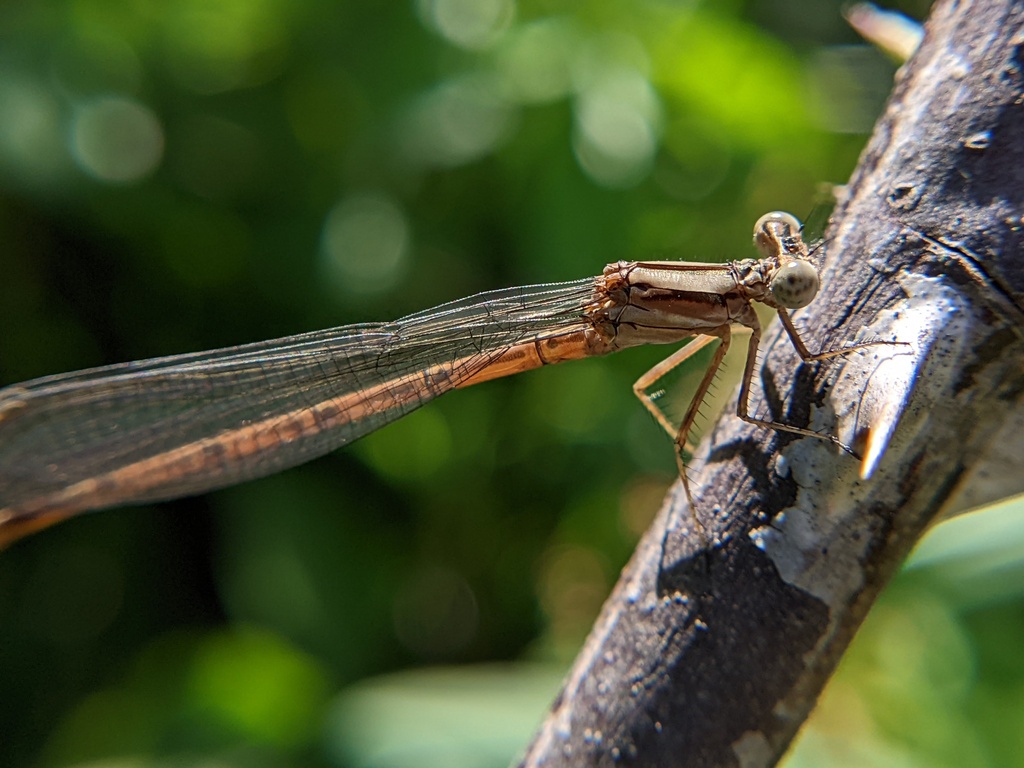 Variable Dancer from Middlesex, Massachusetts, United States on June 12 ...