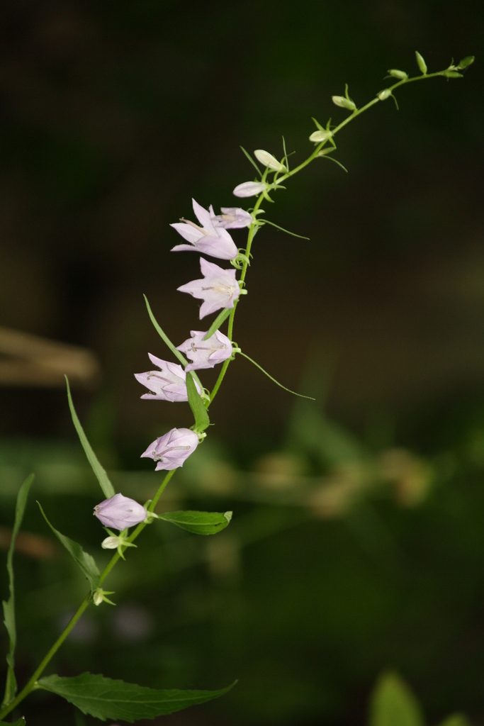 Creeping Bellflower from Квасы, Закарпатская область, Украина, 90641 on ...