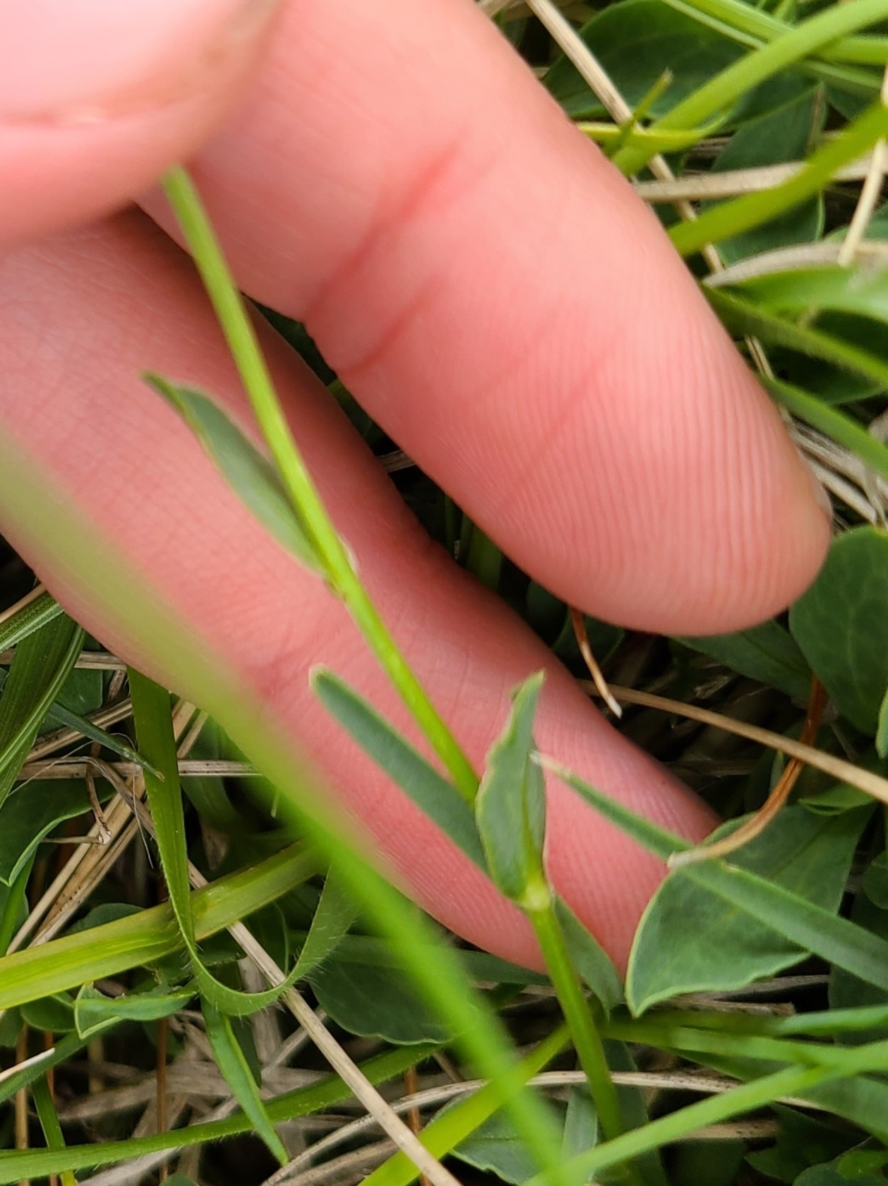 Linum capitatum Schult.