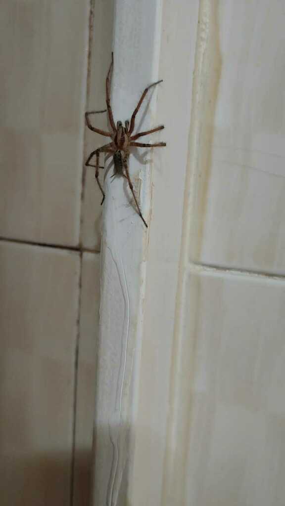 Labyrinth spider from Trento, Autonomous Province of Trento, Italy on ...