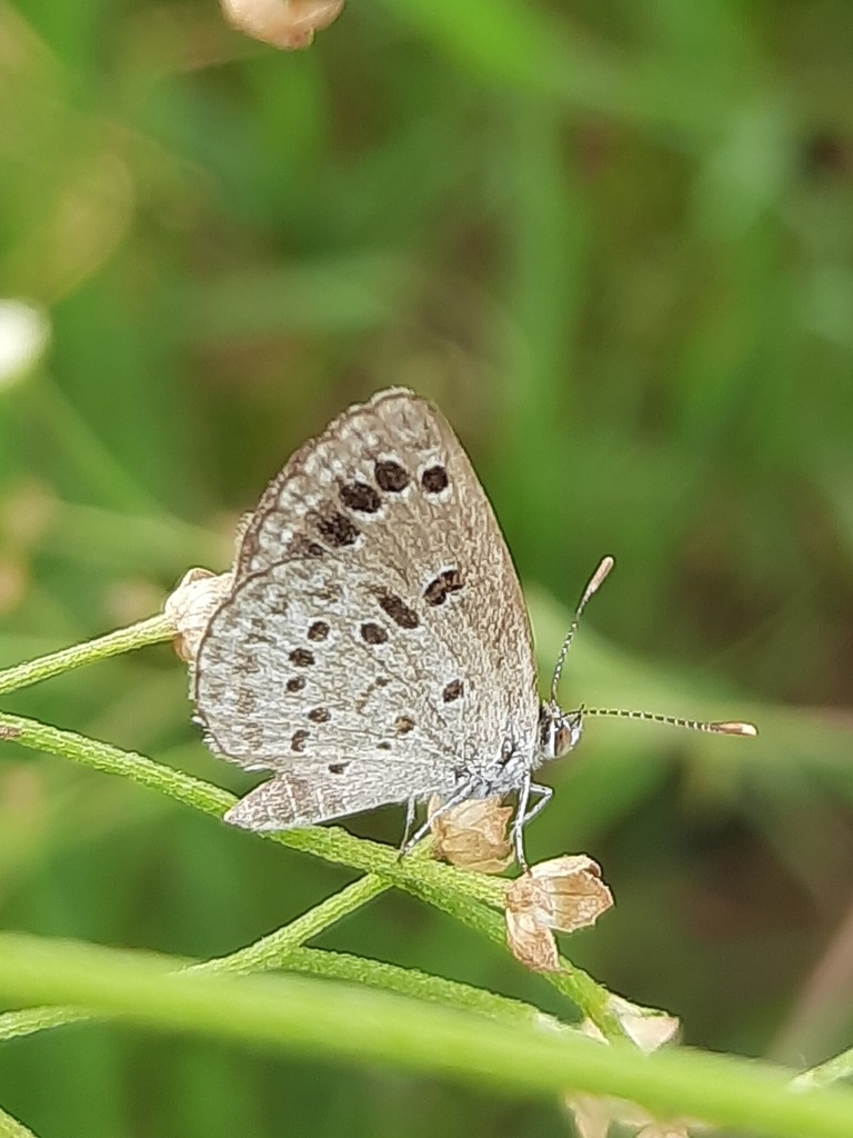 Lesser Grass Blue from Brookefield, Bengaluru, Karnataka, India on June ...