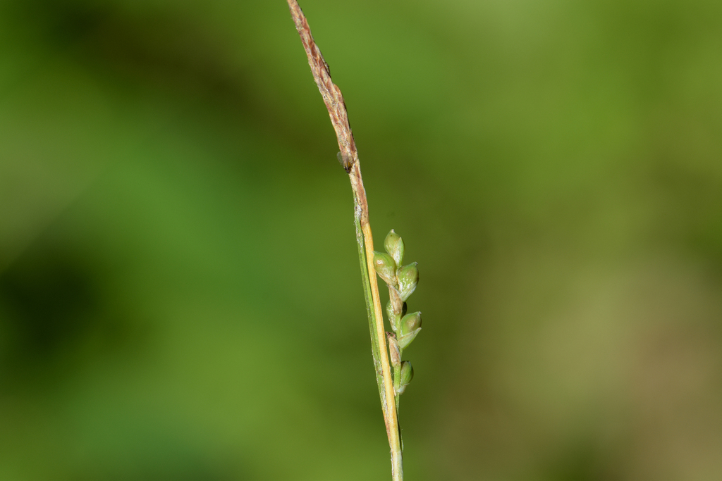 pretty sedge from Ozaukee Co., WI on June 16, 2022 at 01:07 PM by Mark ...