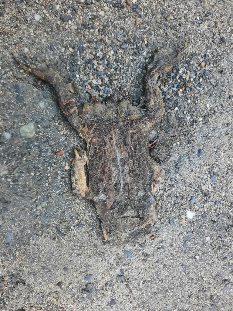 American Toad from Washington County, US-VT, US on June 28, 2022 at 06: ...