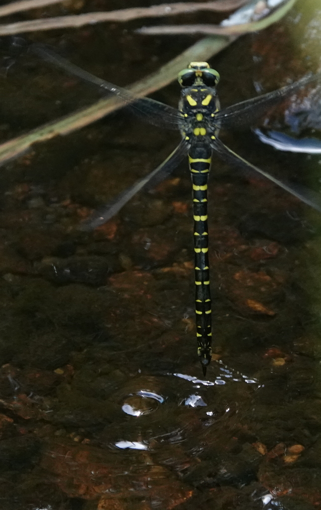 Golden-ringed Dragonfly from 79868 Feldberg (Schwarzwald), Deutschland ...