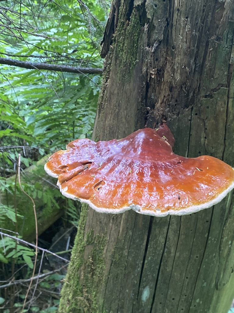 hemlock varnish shelf from The Adirondack Park, Croghan, NY, US on 25 ...