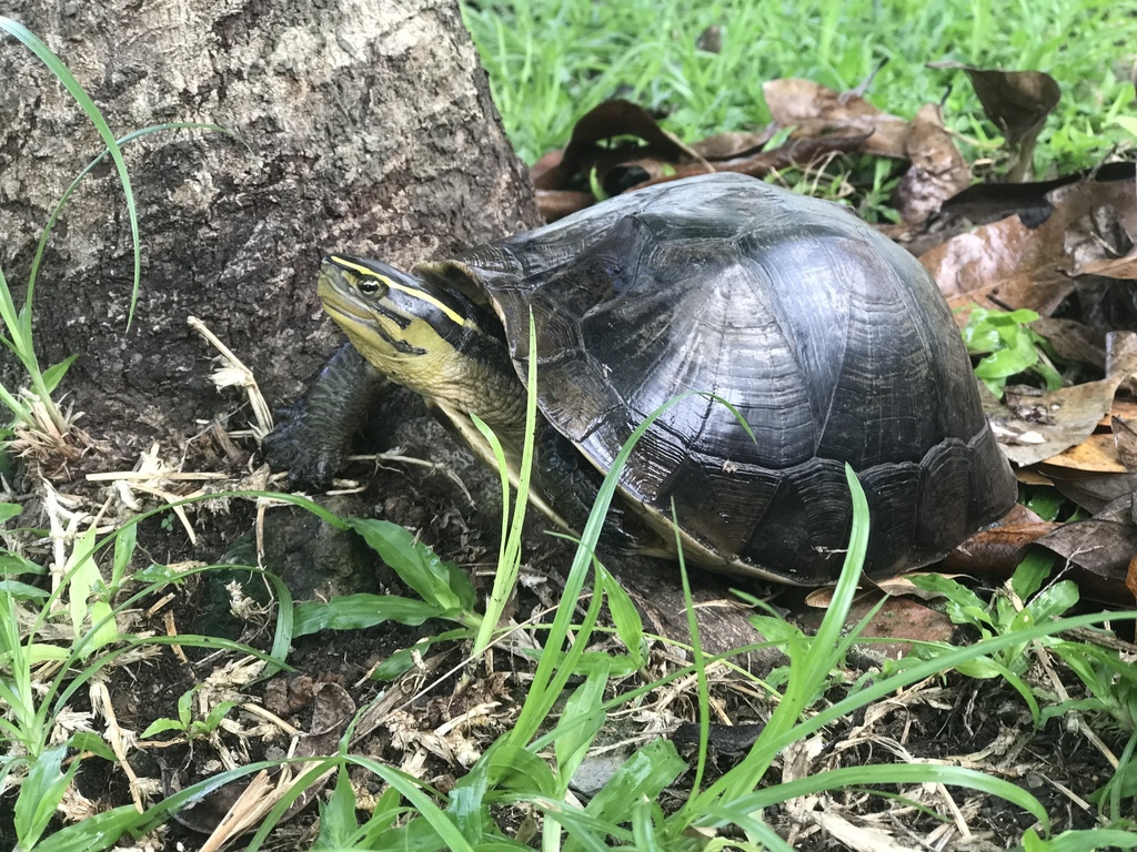 Domed Malayan Box Turtle from Tanjung Emas Golf Club, Muar, Johor, MY ...