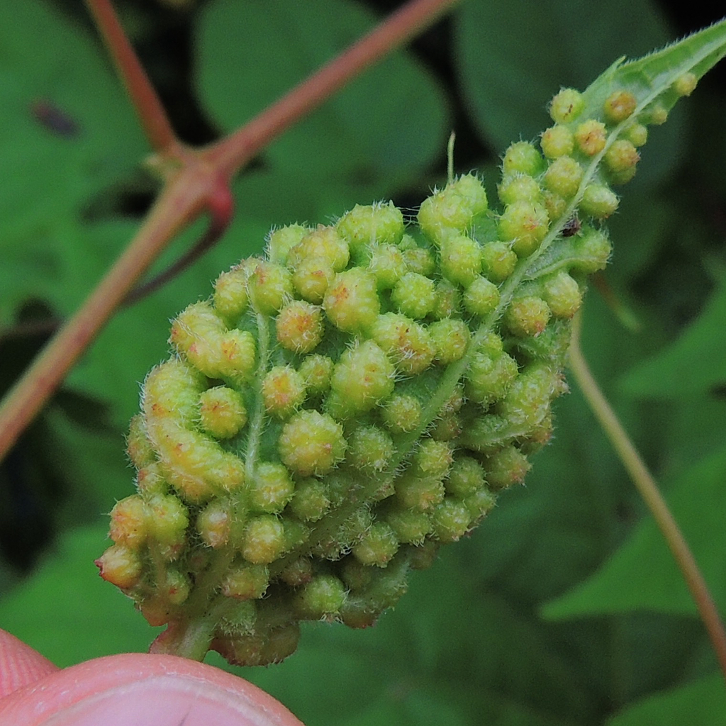 Phylloxeran Aphids Plant Galls Of Kenney Ridge GA USA INaturalist