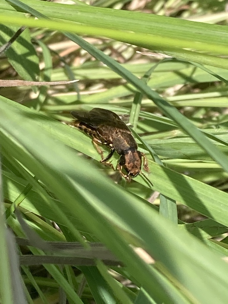 Brown Rove Beetle from Forest Lake, MN, USA on June 27, 2022 at 11:57 ...