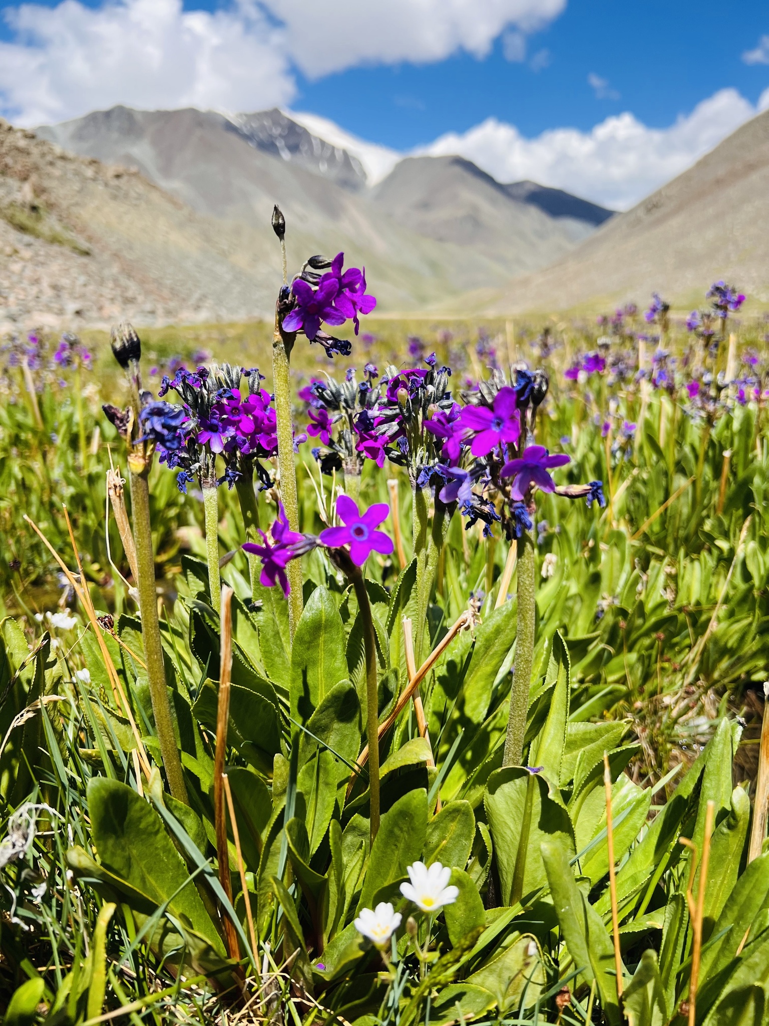 Primula nivalis Pall.