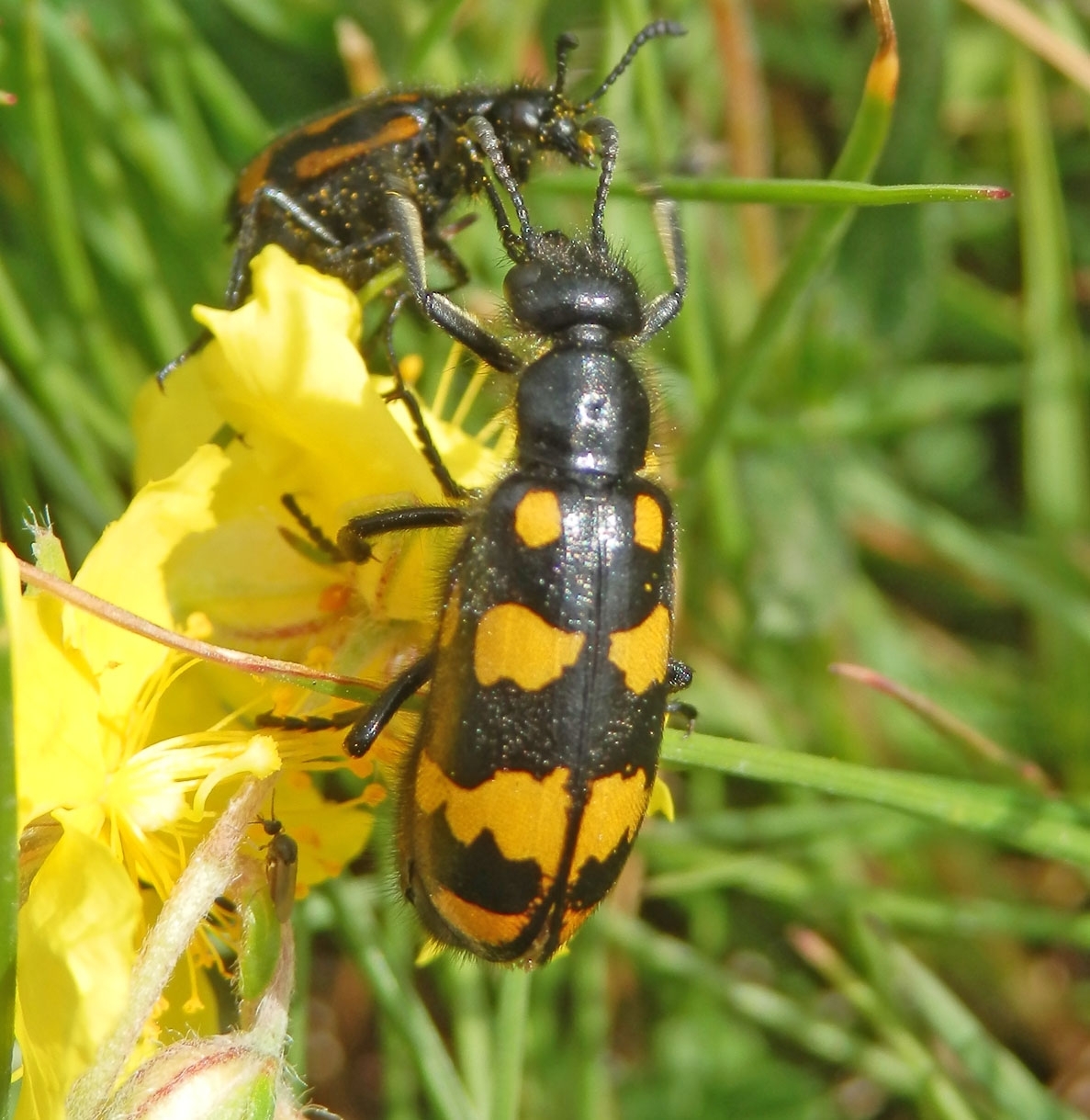 Hycleus polymorphus (Pallas, 1771)