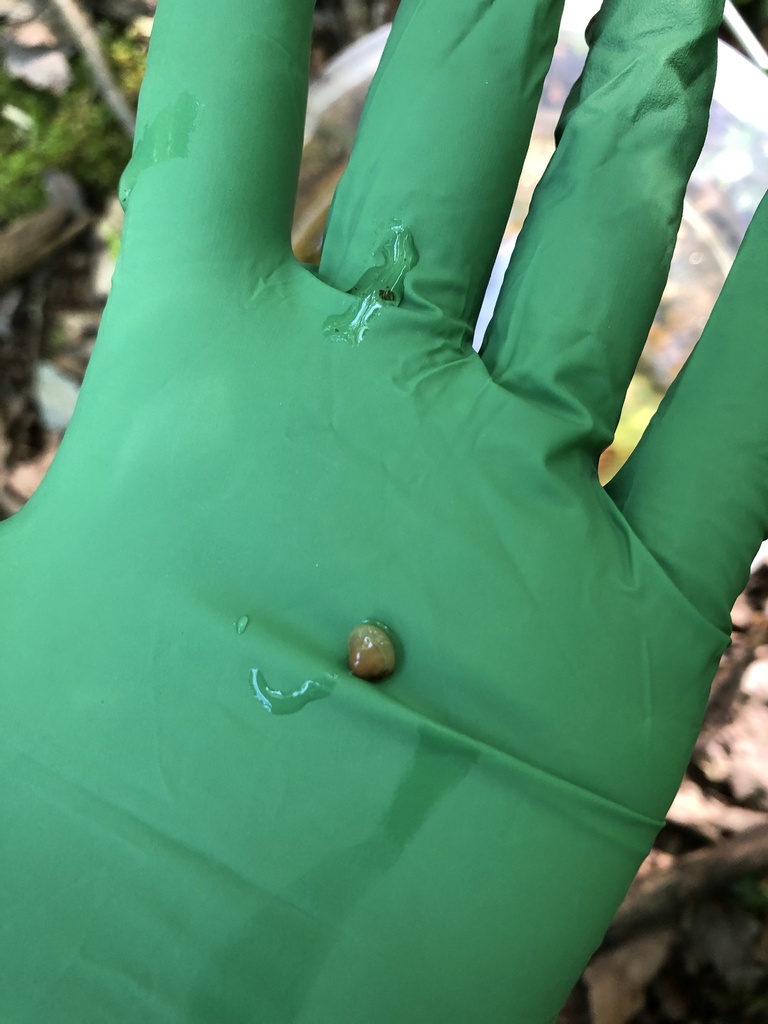 Pill Clams from Finley Lake Ave, Farwell, MI, US on June 24, 2022 at 10 ...