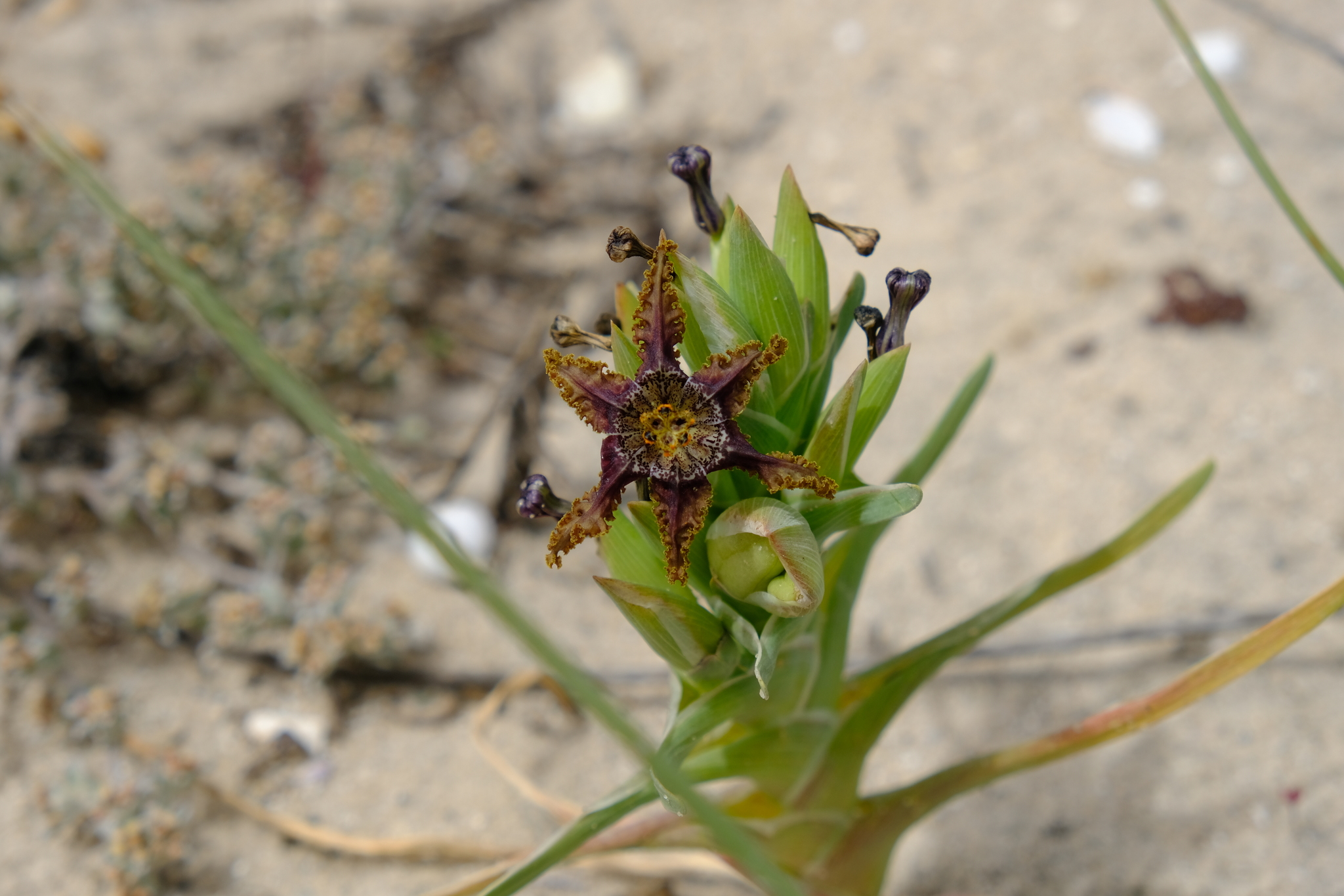 Ferraria foliosa G.J.Lewis