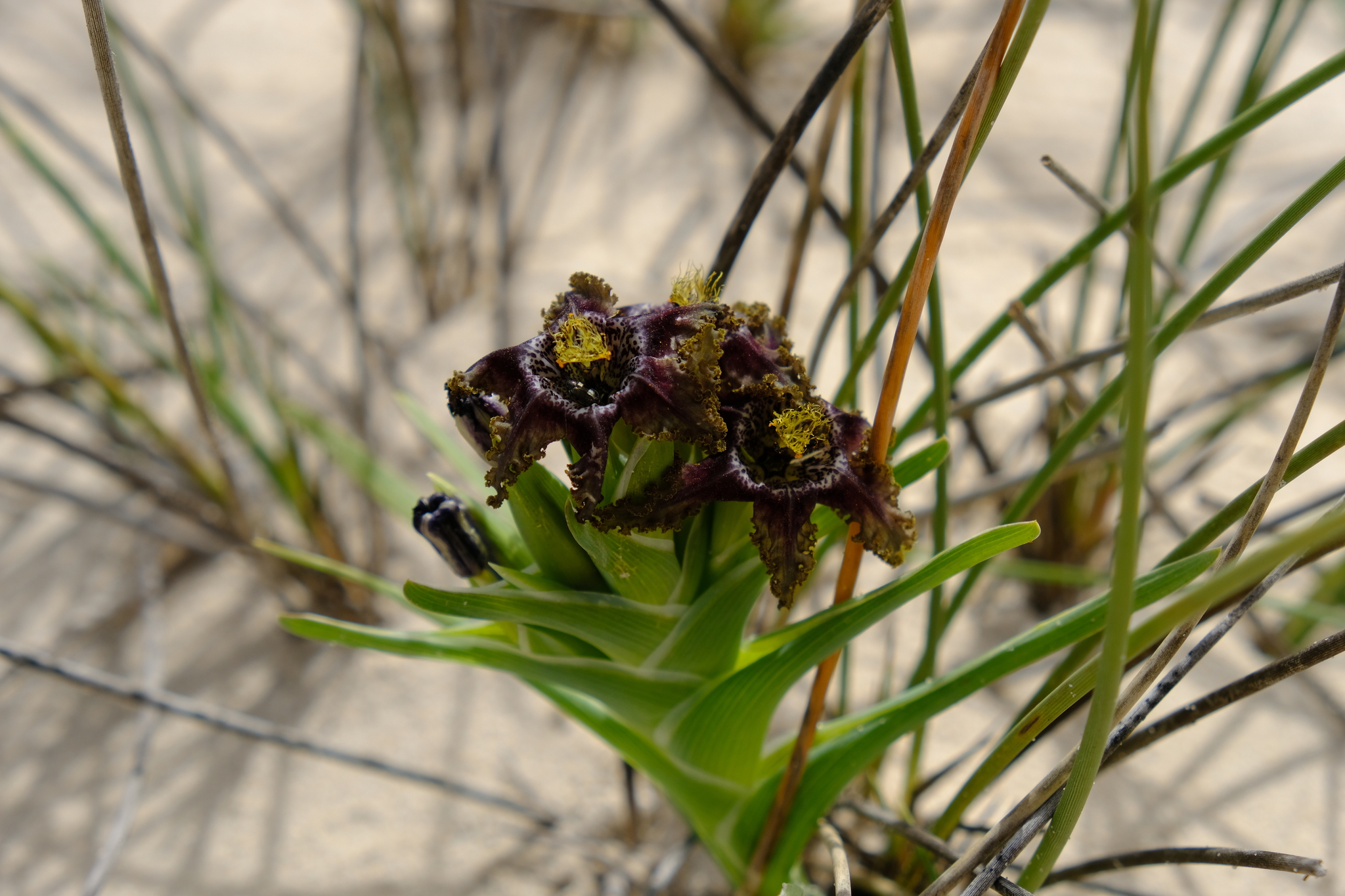 Ferraria foliosa G.J.Lewis