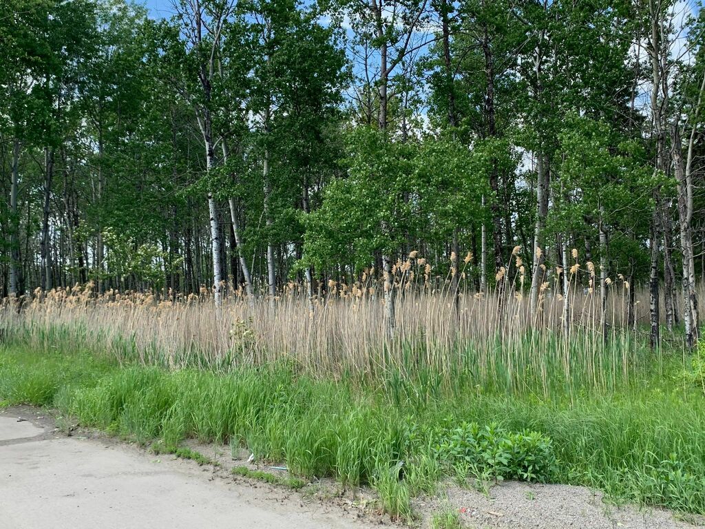European reed from Thunder Bay, ON, Canada on June 27, 2022 at 09:13 AM ...