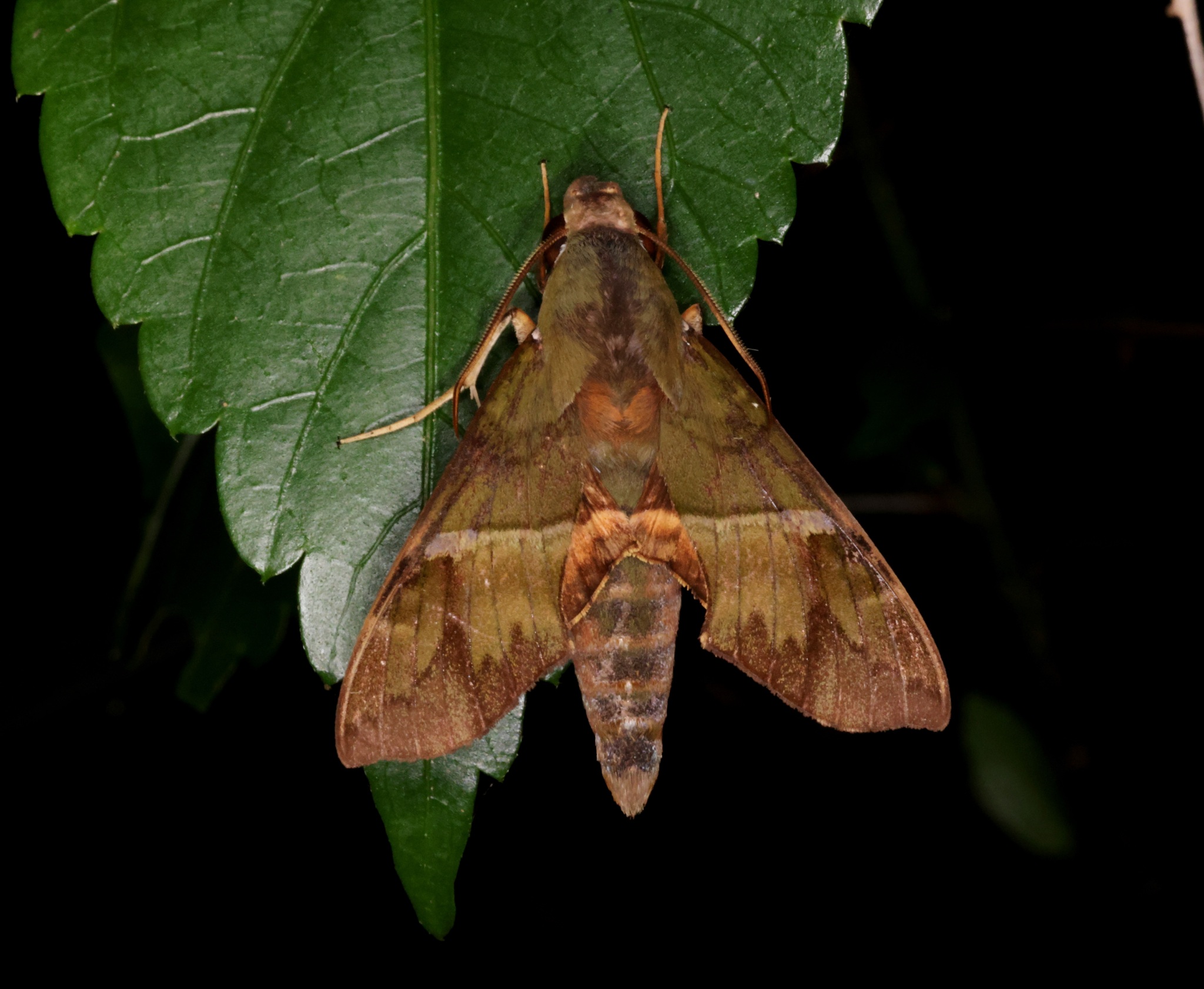 Angonyx testacea Walker, 1856