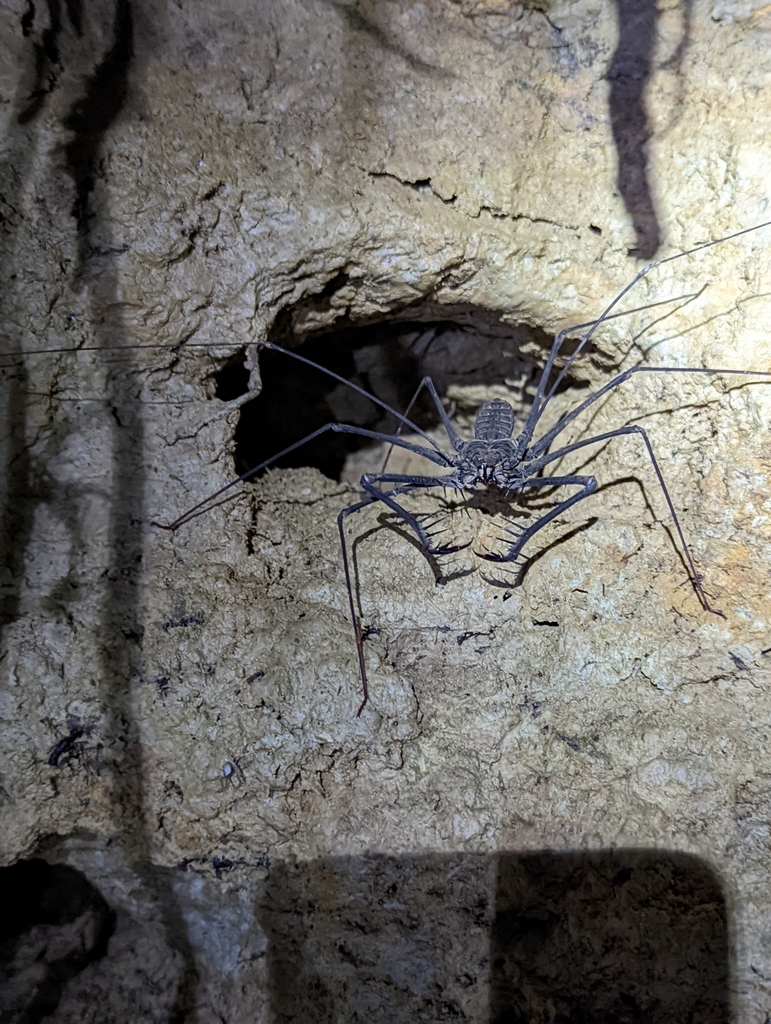 Heterophrynus cheiracanthus from Tobago, TT on June 27, 2022 at 06:43 ...