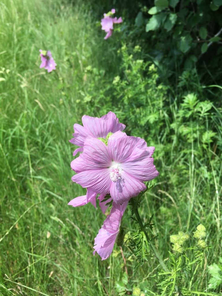 musk mallow from Sjælland, Herlev, Hovedstaden, DK on June 27, 2022 at ...