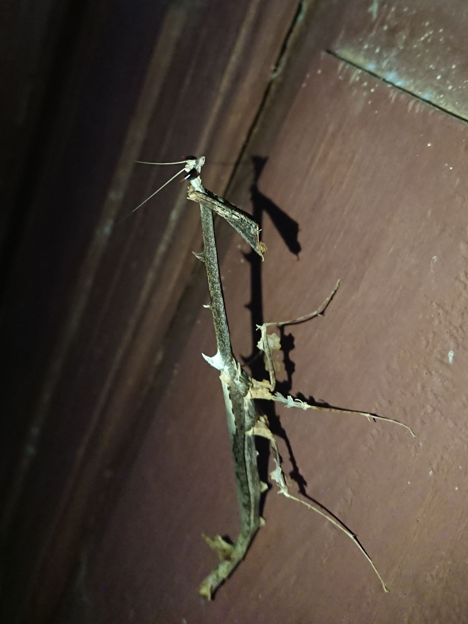 Paratoxodera cornicollis Wood-Mason, 1889