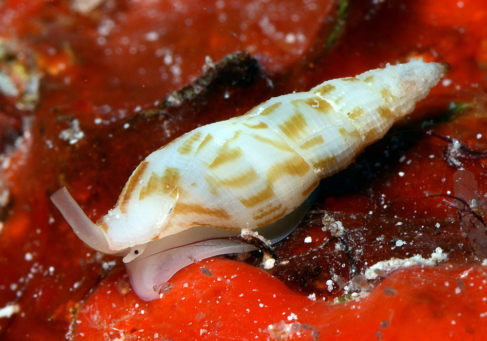 Daphnella flammea (Hinds, 1843)