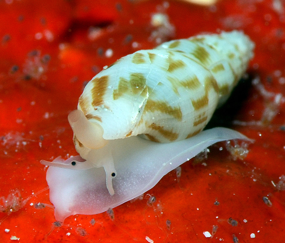 Daphnella flammea (Hinds, 1843)