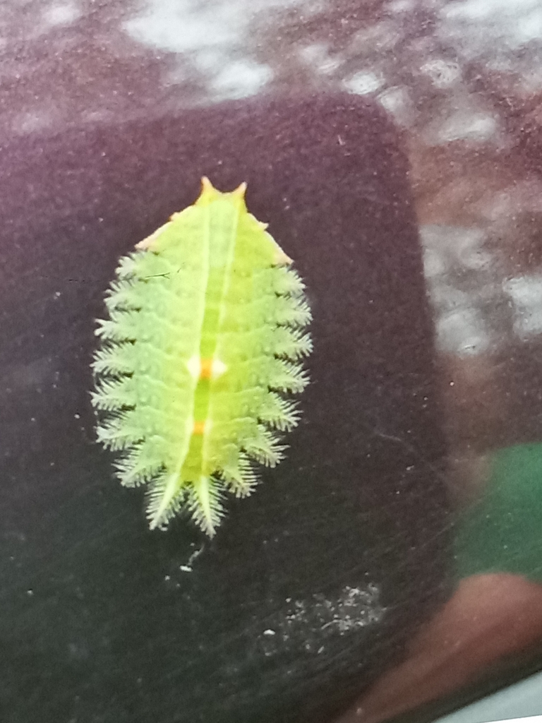 Crowned Slug Moth from Fred L. Mathews Library, 58900, Dowagiac, MI ...