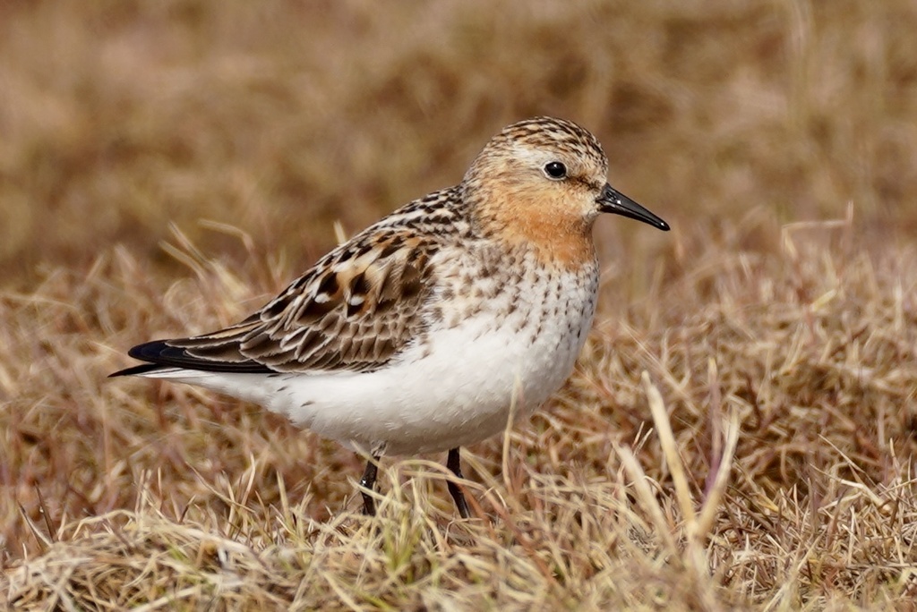 Red-necked Stint (Birds of the British Indian Ocean Territory ...