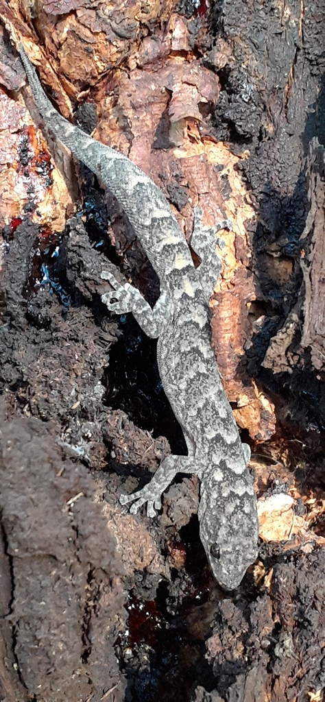Southern Marbled Gecko from Waite Conservation Reserve, western part of ...
