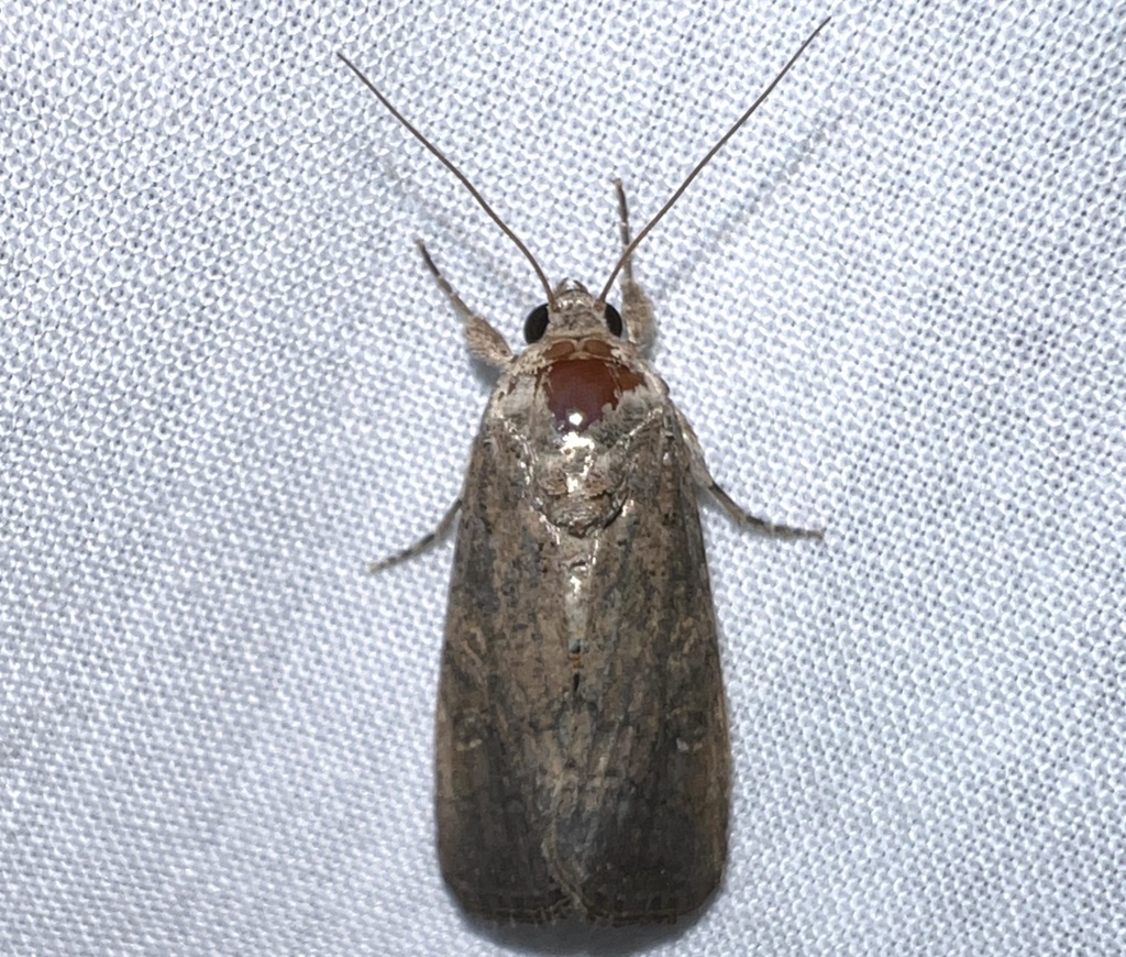 Fall Armyworm Moth from NW Seventh Pl, Gainesville, FL, US on June 27 ...